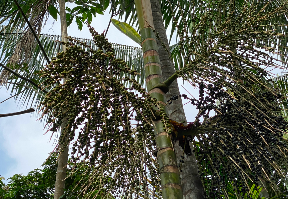 Do Acai Berries Deserve the Hype? Discover the Superfood Benefits – Eat ...